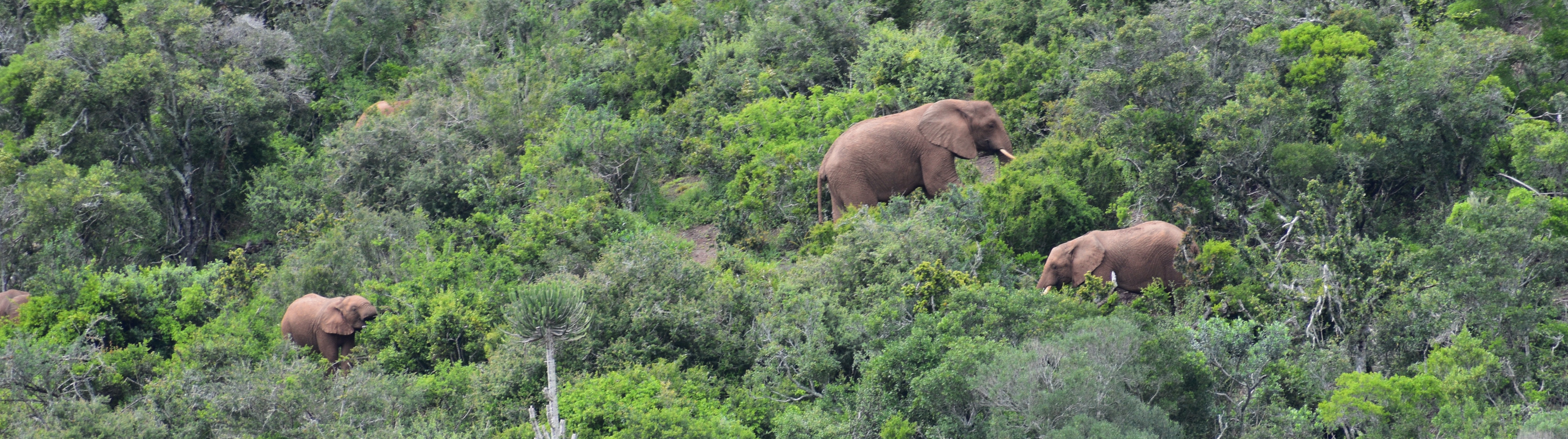 Elephant Rewilding Project Timeline – Rewilding Elephants