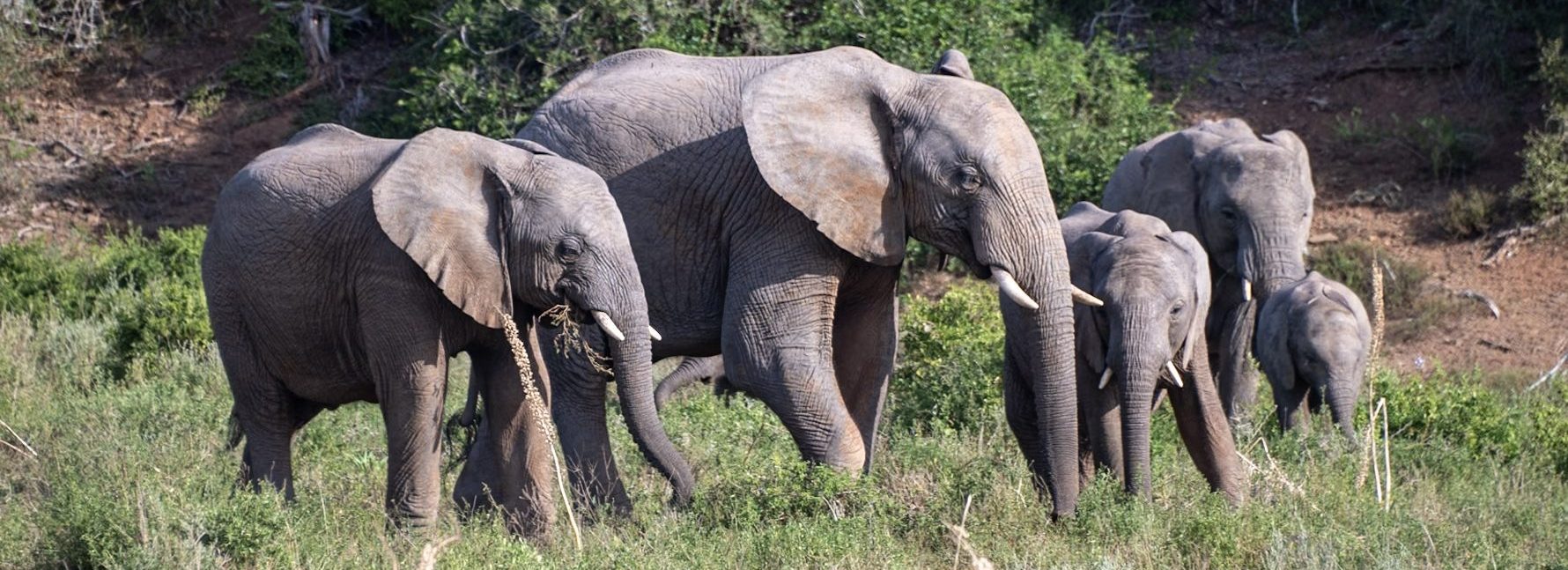 Outcomes & Benefits – Rewilding Elephants