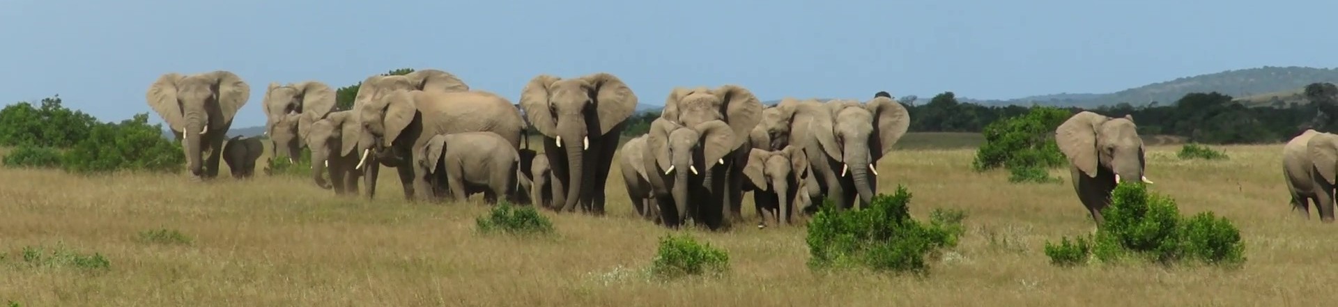 Rewilding Elephants: A Path to a Sustainable Future – Rewilding Elephants
