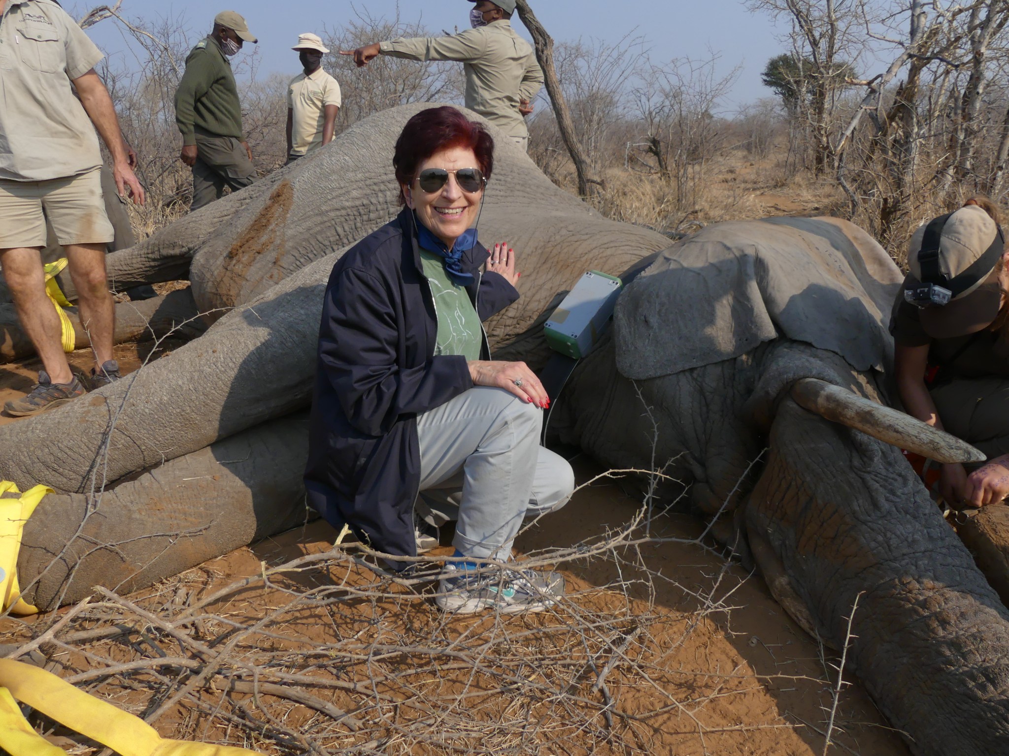 Rewilding Team – Rewilding Elephants