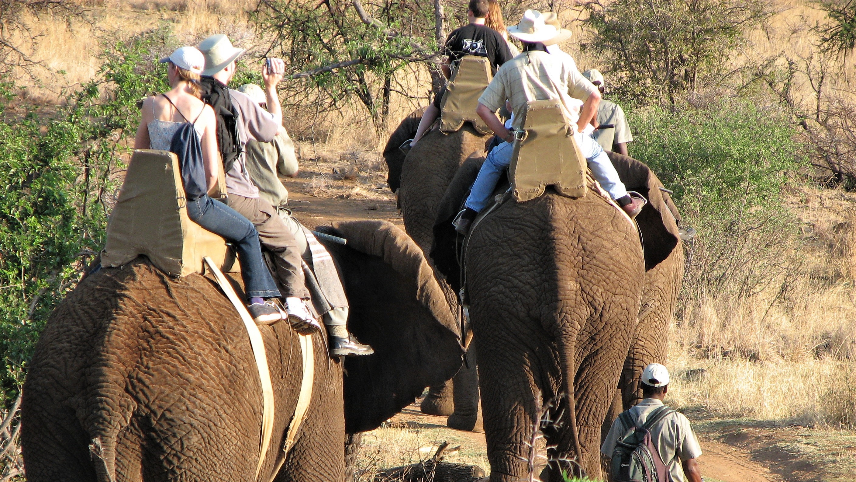 Captive Elephants – Rewilding Elephants